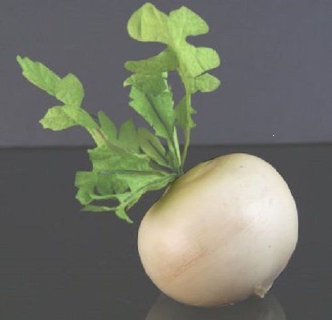 25 Giant White Turnip Seeds-1130a - Etsy