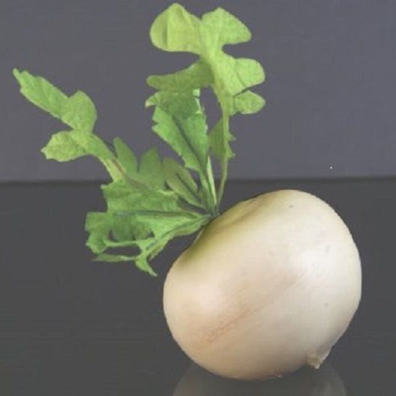 Turnip Seeds - Etsy