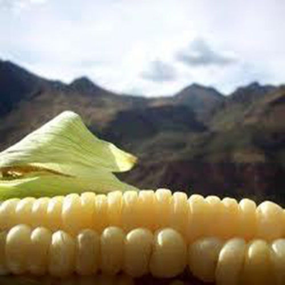 35 Peruvian Giant Yellow Corn Seeds-1136b - Etsy