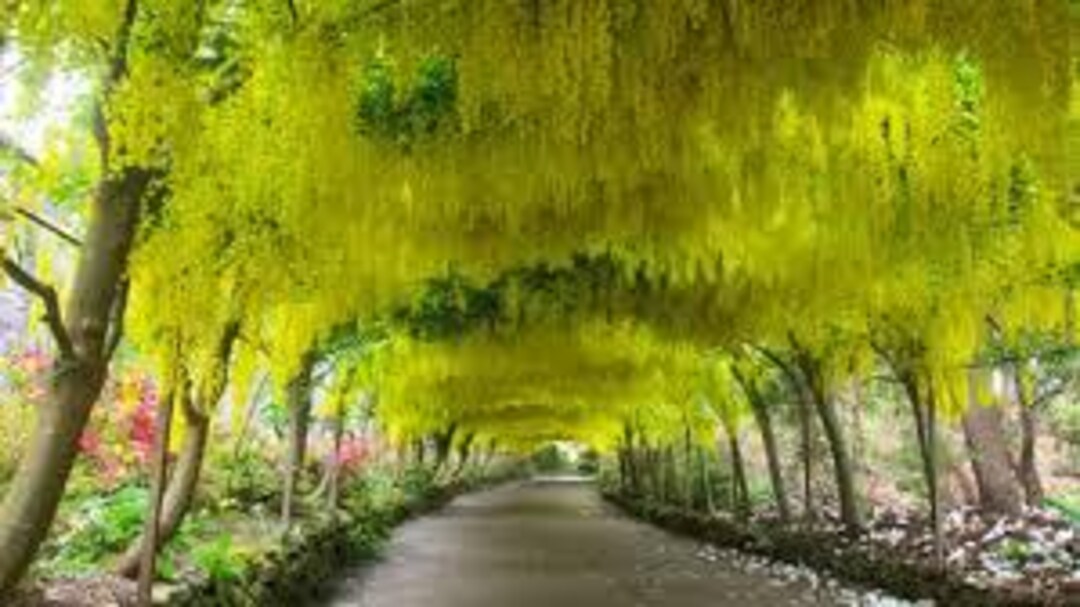 5 Golden Chain Tree Seeds-1145 - Etsy