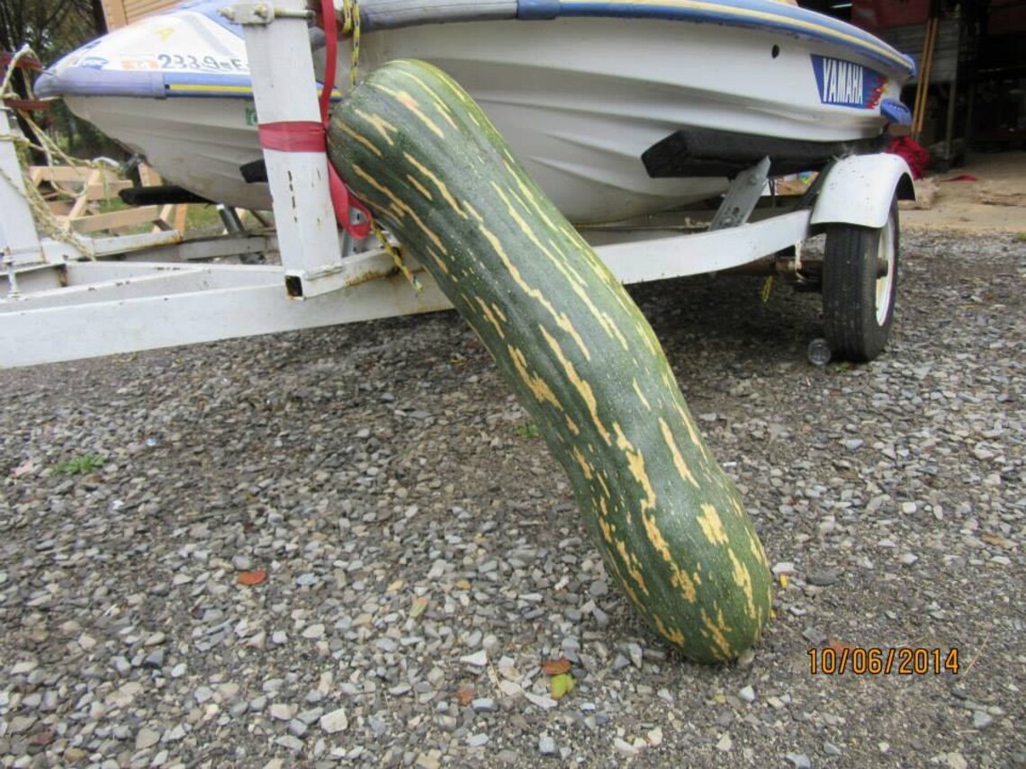 7 Giant Monster Squash Seeds-1336 - Etsy