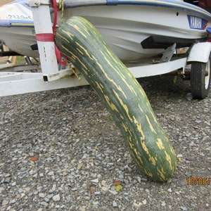 7 Giant Monster Squash Seeds- #1336 - Etsy