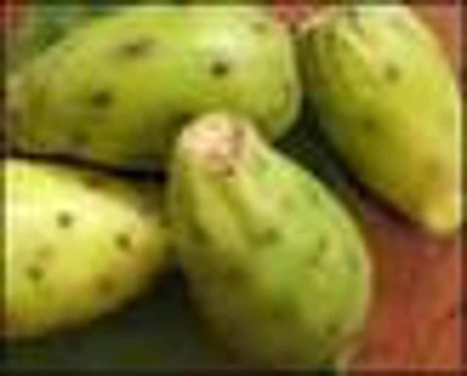 5 Yellow Cactus Pear Seed-1036 - Etsy