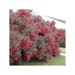 10 Pink Dogwood Tree Seeds-1193a - Etsy