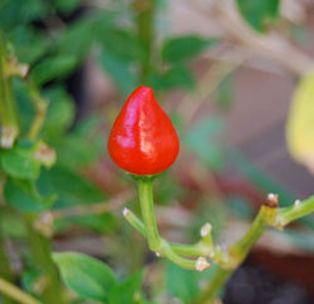 20 Cobanero Love Pepper Seeds-1219 - Etsy