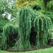 15 Dwarf Weeping Larch Tree Seeds-1233 - Etsy