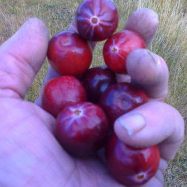 Cranberry Seeds - Etsy