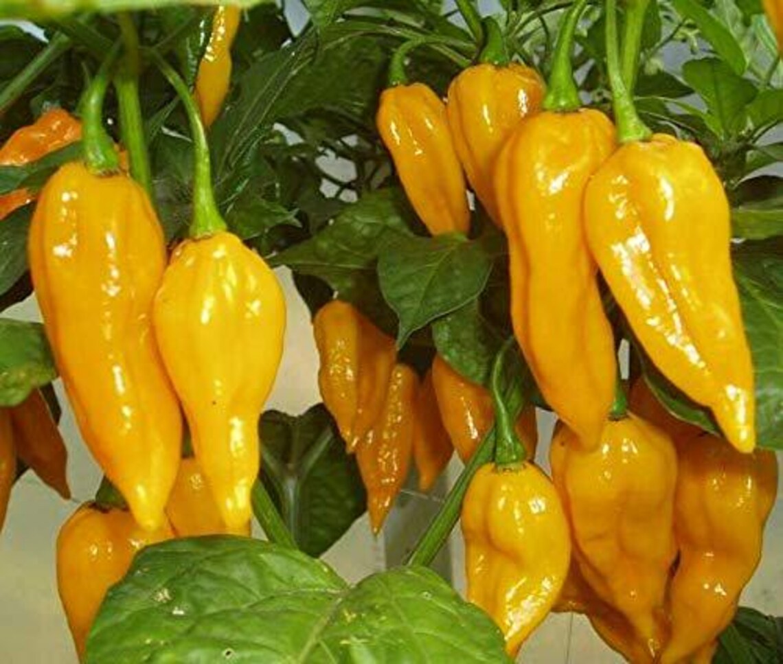25 Fatalii Pepper Seeds-1133a - Etsy