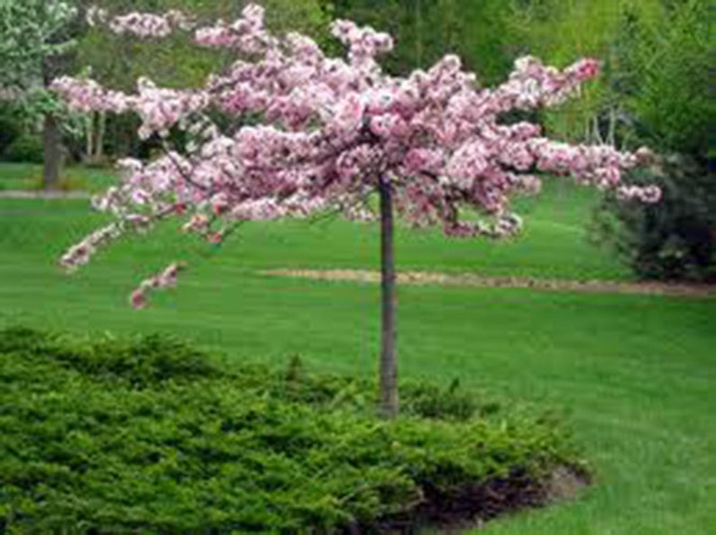 15 Princess Tree Seeds-1068 - Etsy