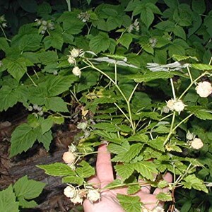 25 White Raspberry Seeds-1277 - Etsy