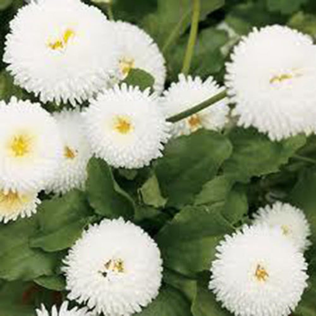 25 Giant White Daisy Seeds-1135a - Etsy