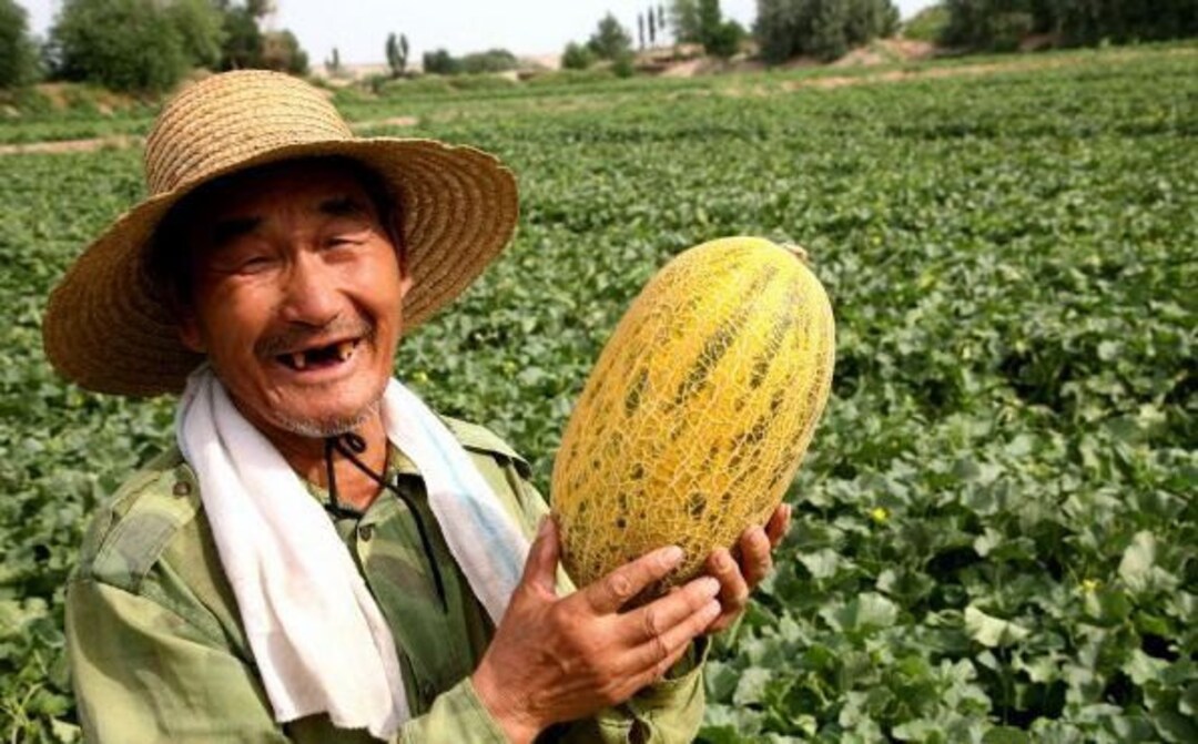 15 China Hami Melon Seeds-1323 - Etsy