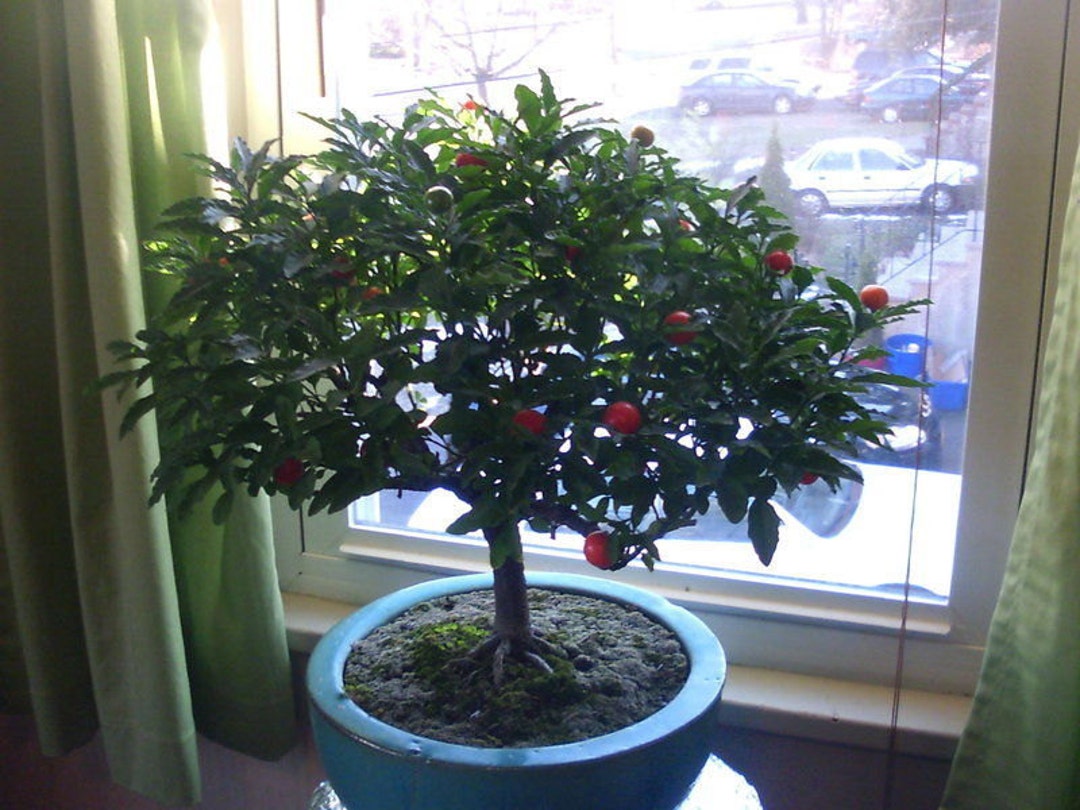 7 Peruvian Orange Pepper Tree Seeds-1060 - Etsy