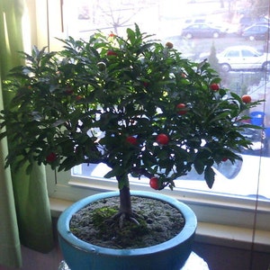 7 Peruvian Orange Pepper Tree Seeds-1060 - Etsy