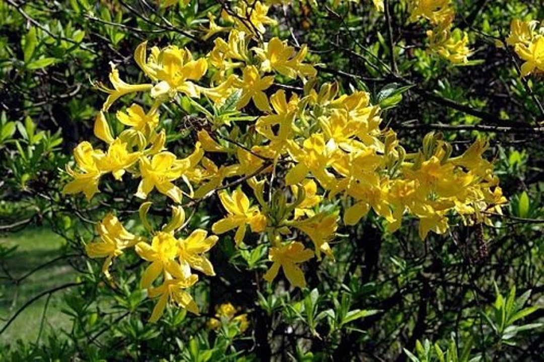 15 Giant Yellow Azalea Bush Seeds-1232 - Etsy