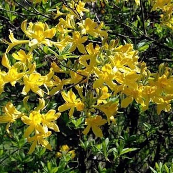 Yellow Azalea Plants - Etsy