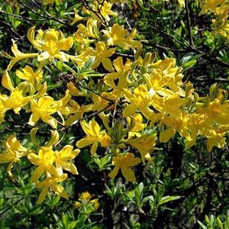 Yellow Azalea Plants - Etsy