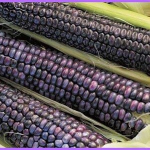 35 Giant SW Blue Indian Maize Seeds- 1365 - Etsy