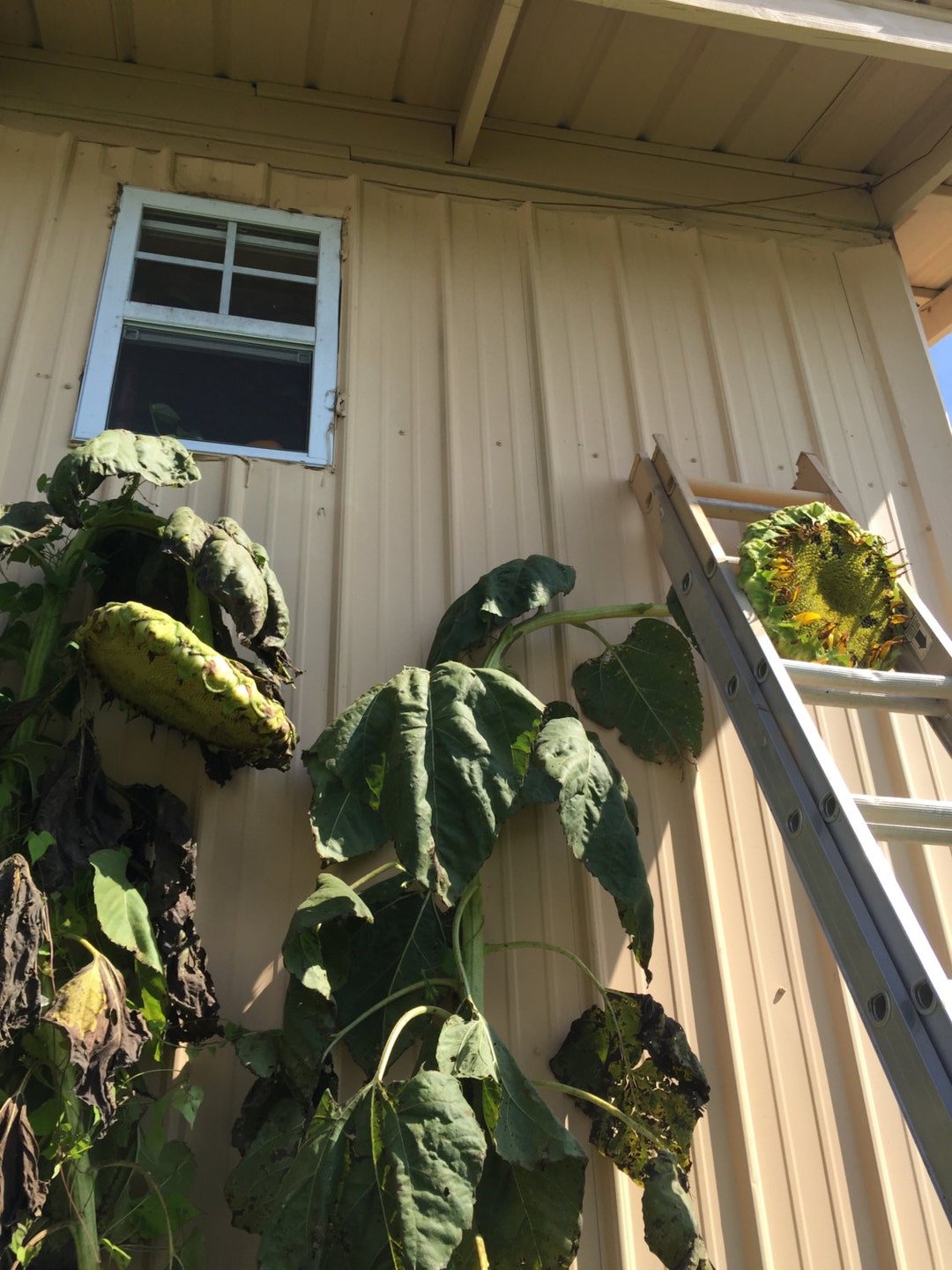 5 SUNZILLA SUNFLOWER SEEDS-1020 - Etsy