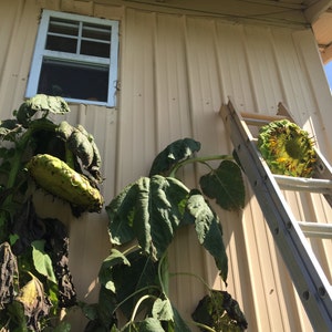 5 SUNZILLA SUNFLOWER SEEDS-1020 - Etsy