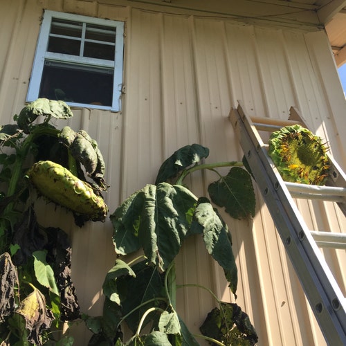 5 SUNZILLA SUNFLOWER SEEDS-1020 - Etsy