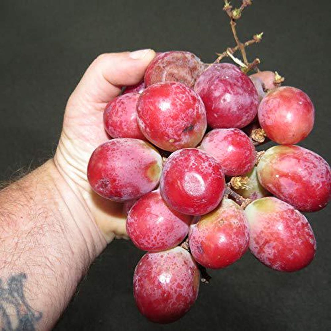 1003-5 GIANT RED GRAPE Seeds - Etsy