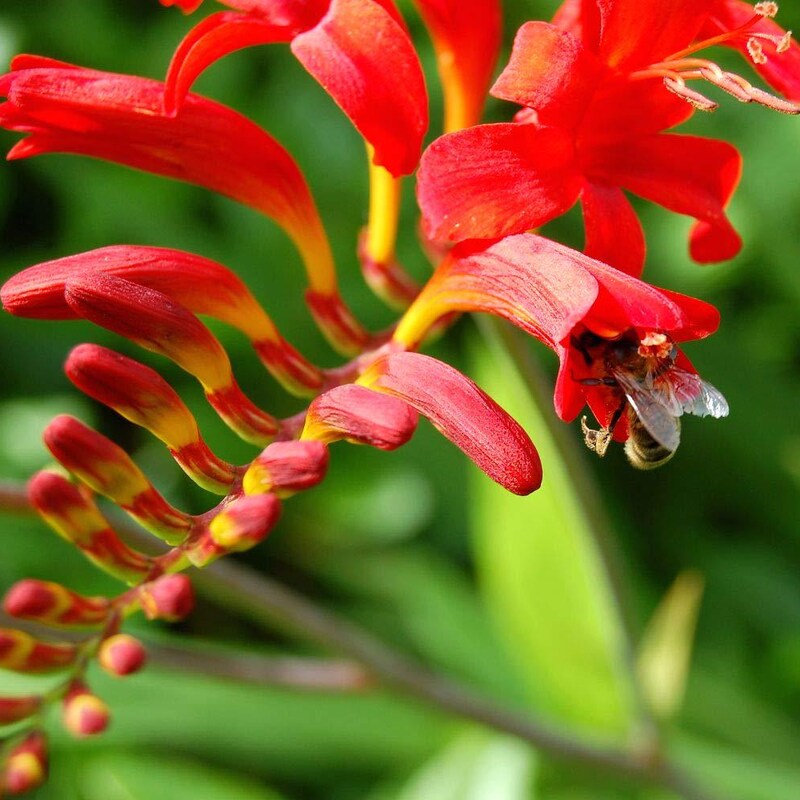 Lucifer Plant - Etsy