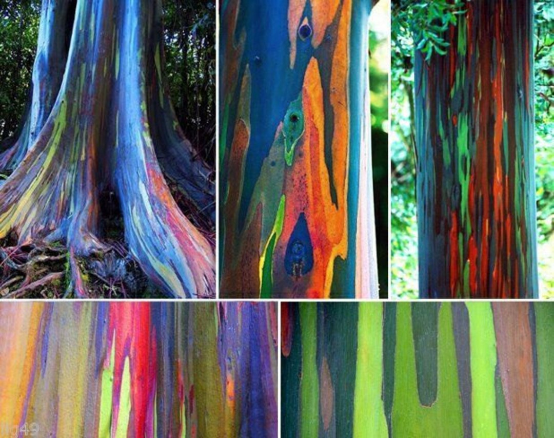 5 Rainbow Tree Seeds-1303 - Etsy