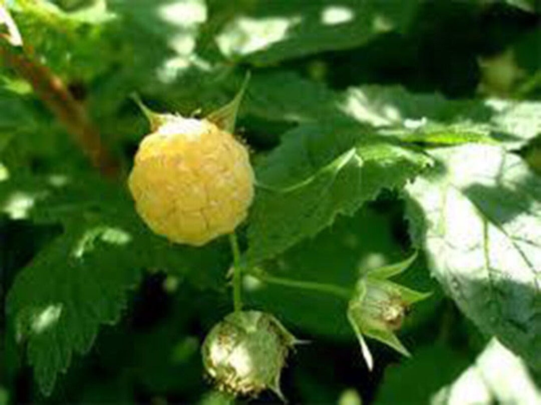 25 White Raspberry Seeds-1277 - Etsy