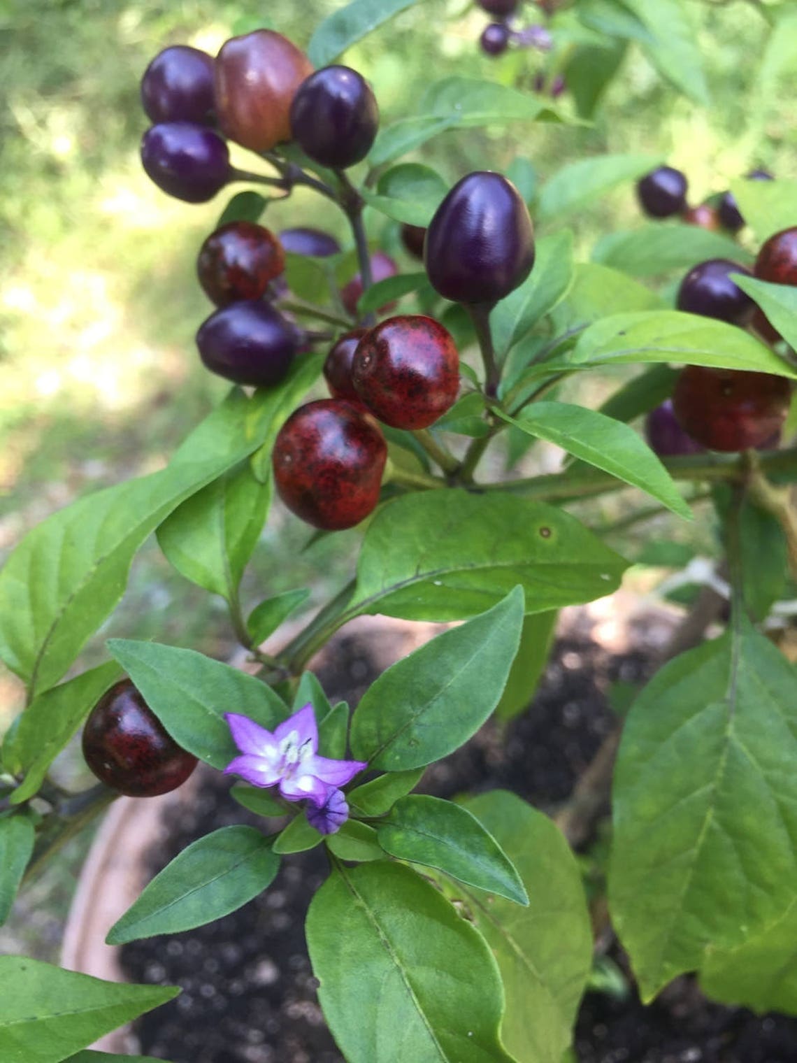 15 Filius Blue Chilli Pepper Seeds1381 - Etsy