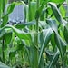 35 Tall Giant Goliath Yellow Corn Seeds-1205 - Etsy