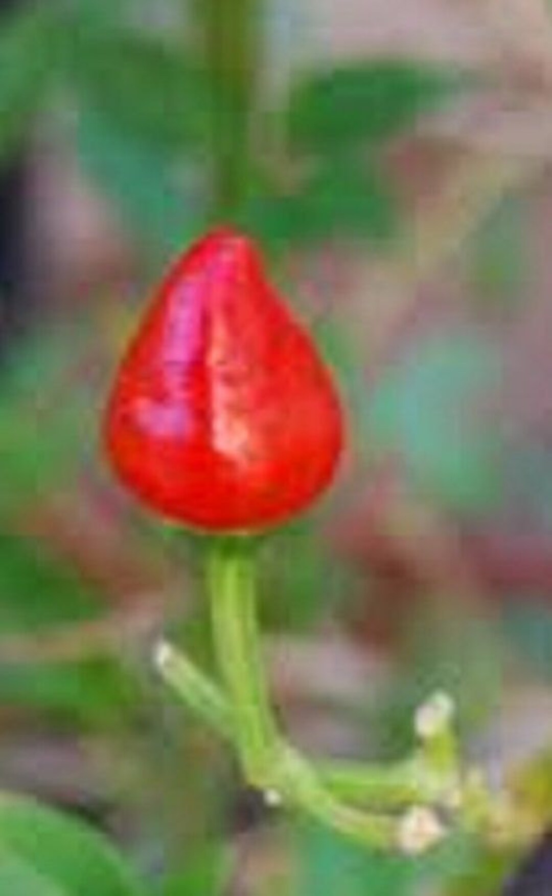 20 Inca Love Pepper Seed-1219 - Etsy