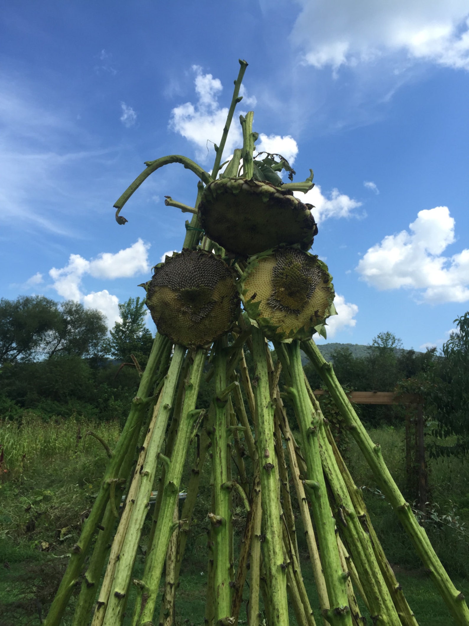 5 SUNZILLA SUNFLOWER SEEDS-1020 | Etsy