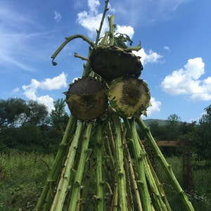 5 SUNZILLA SUNFLOWER SEEDS-1020 - Etsy