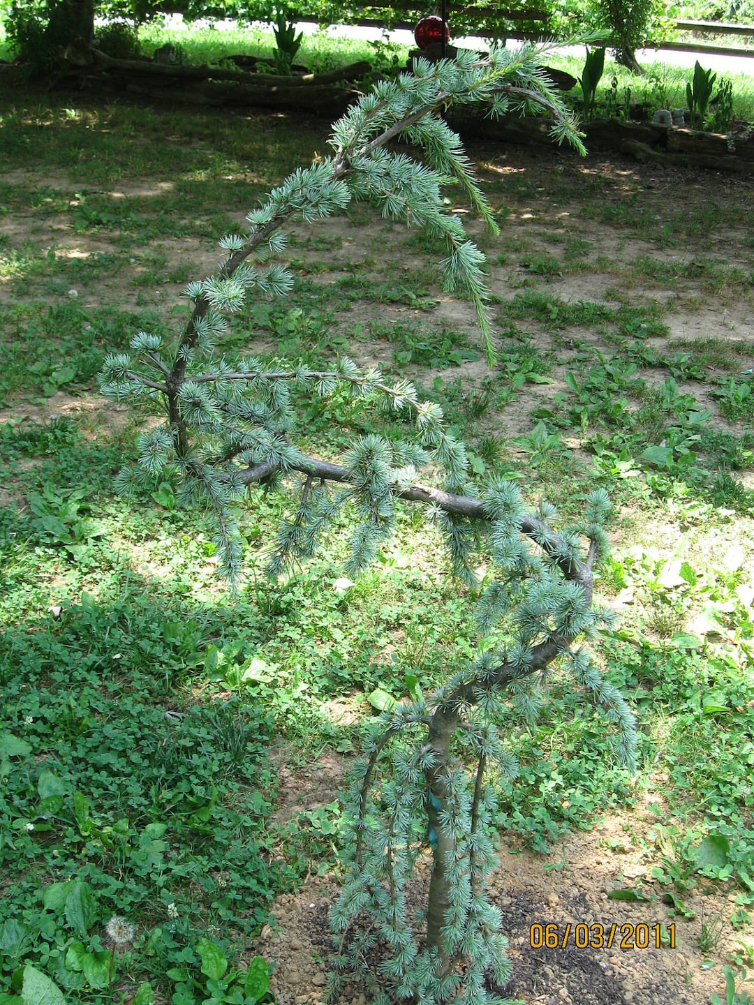 15 African Dwarf Weeping Blue Cedar Tree Seeds-1011 - Etsy 15 African Dwarf Weeping Blue Cedar Tree Seeds-1011 - Etsy