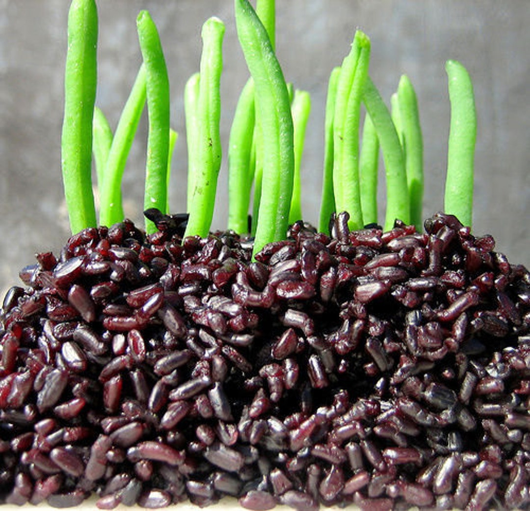 25 Forbidden Black Rice Seeds-1128a - Etsy