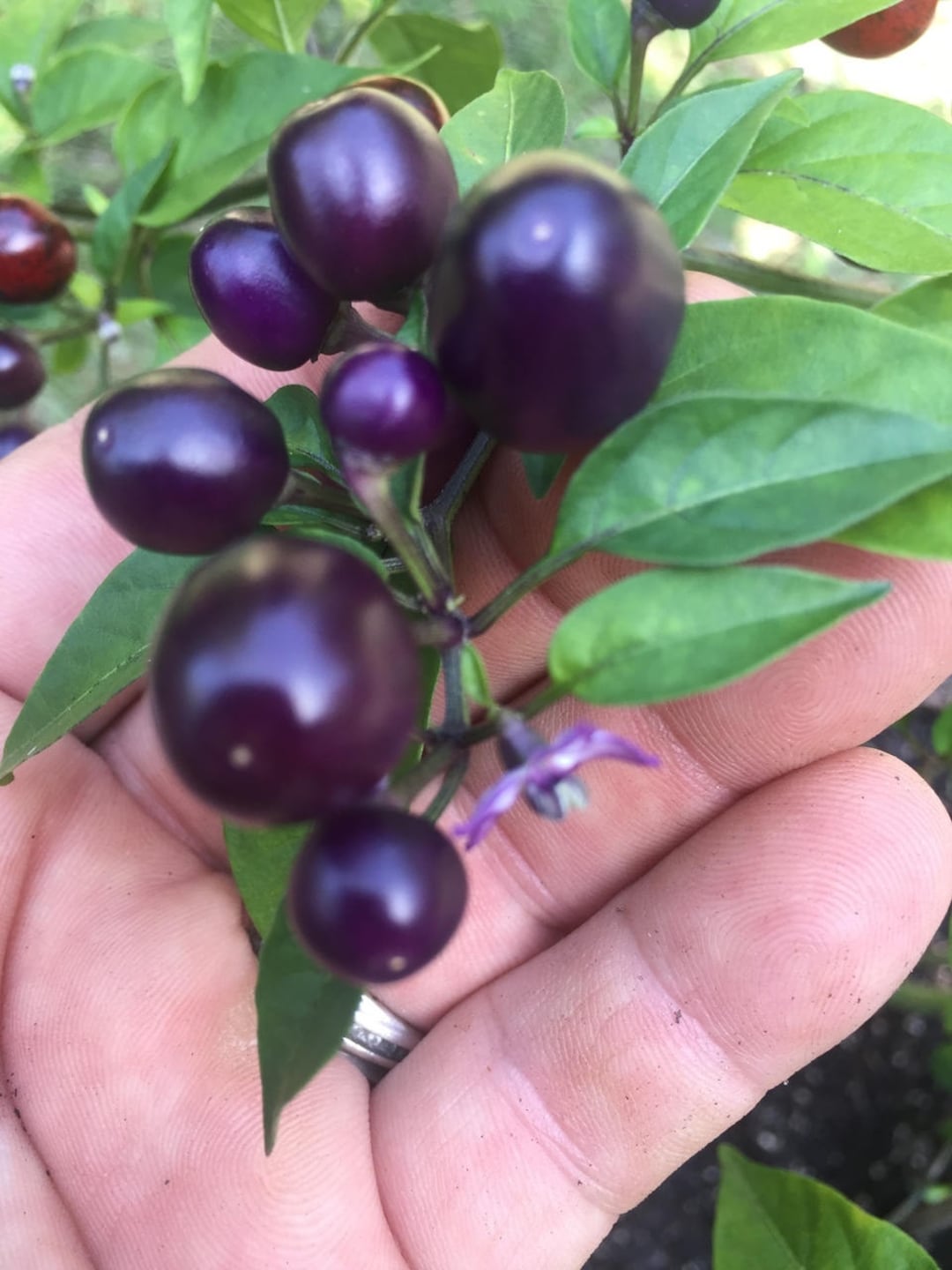 15 Filius Blue Chilli Pepper Seeds--1381 - Etsy