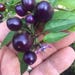 15 Filius Blue Chilli Pepper Seeds--1381 - Etsy