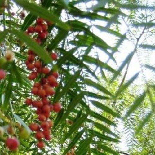 Dragon Spruce Tree Seeds picea Asperata 25seeds | Etsy