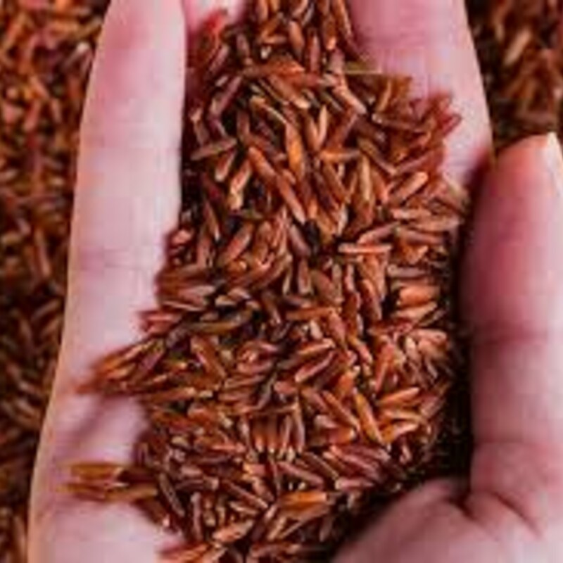 RobsRareandGiantSeed - Etsy
