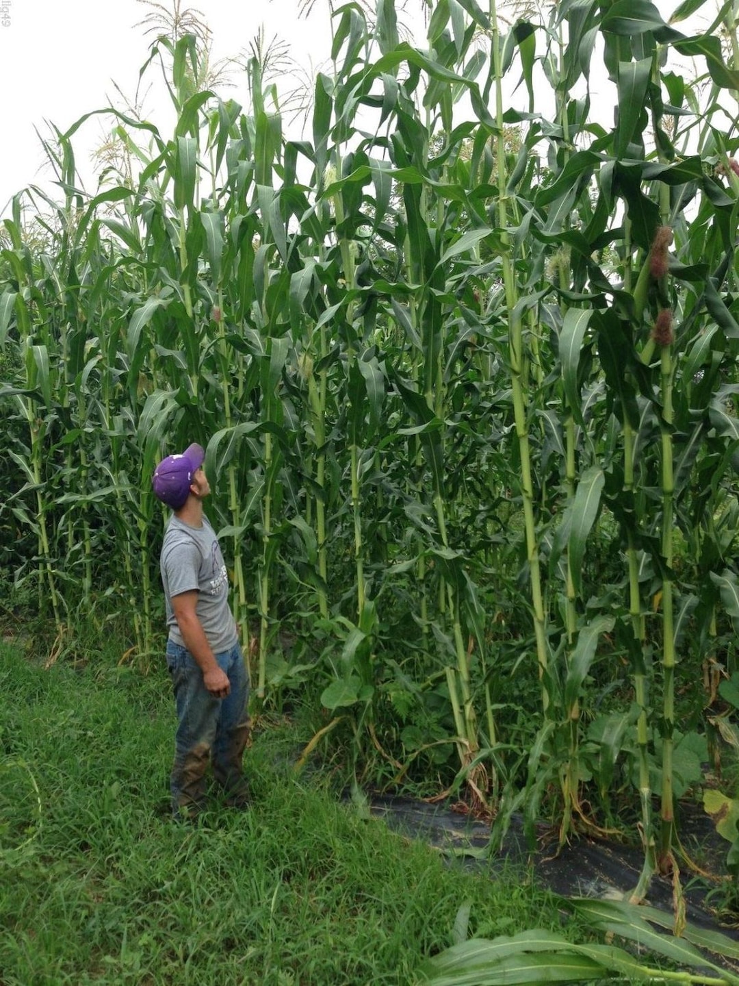 35 Tall Giant Goliath White Corn Seeds-1206 - Etsy