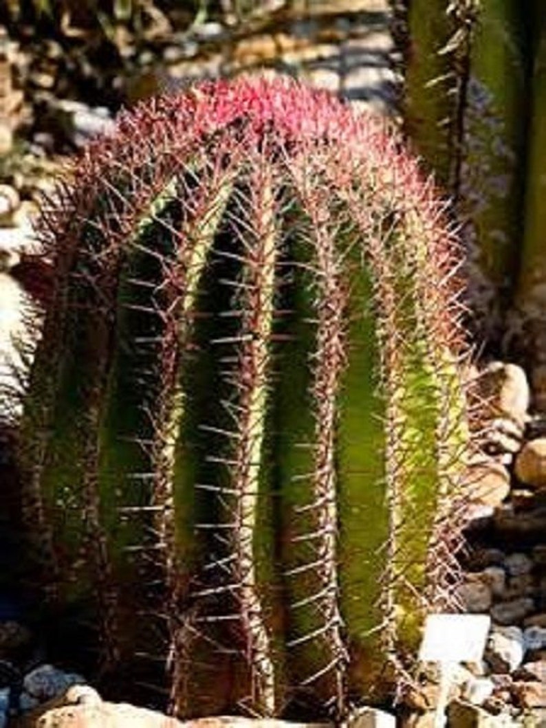 5 Giant Red Barrel Cactus Seeds-1151 - Etsy
