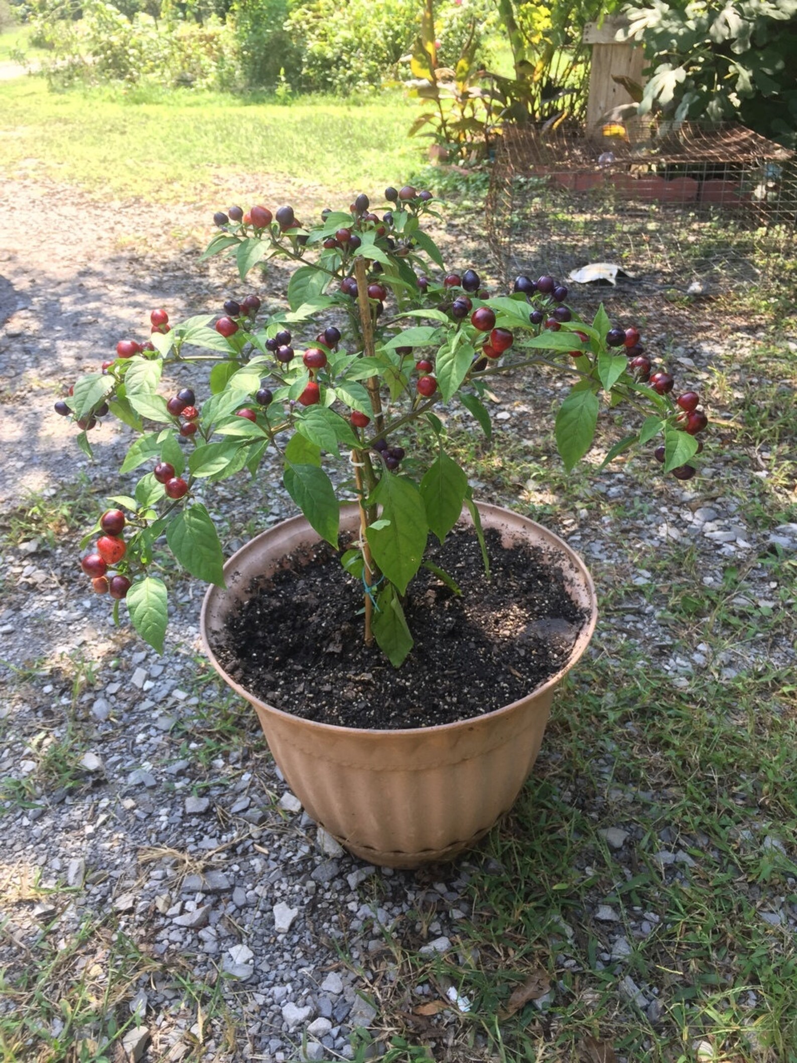 15 Filius Blue Chilli Pepper Seeds--1381 - Etsy