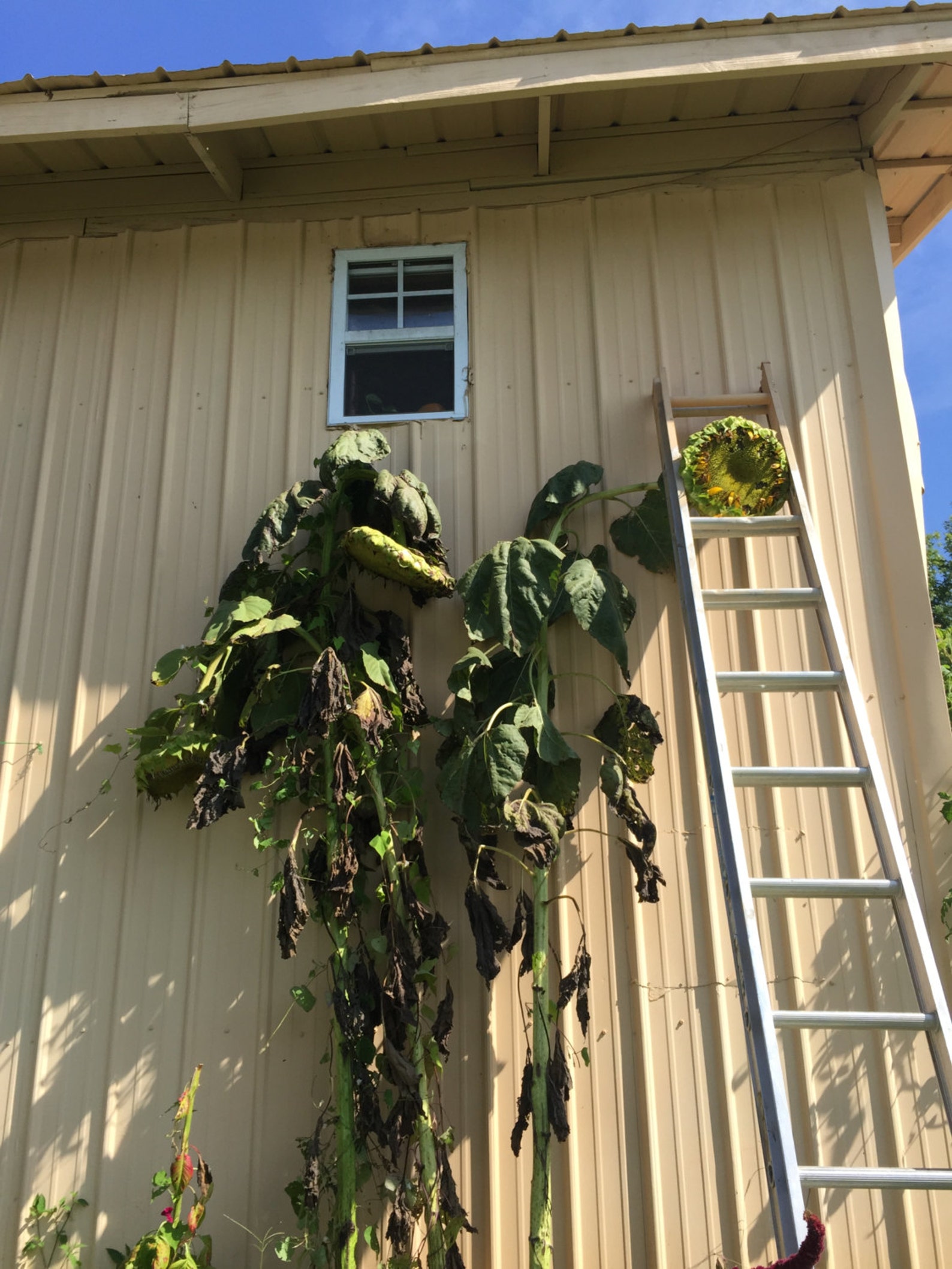 5 SUNZILLA SUNFLOWER SEEDS-1020 | Etsy