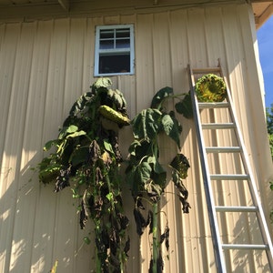 5 SUNZILLA SUNFLOWER SEEDS-1020 - Etsy