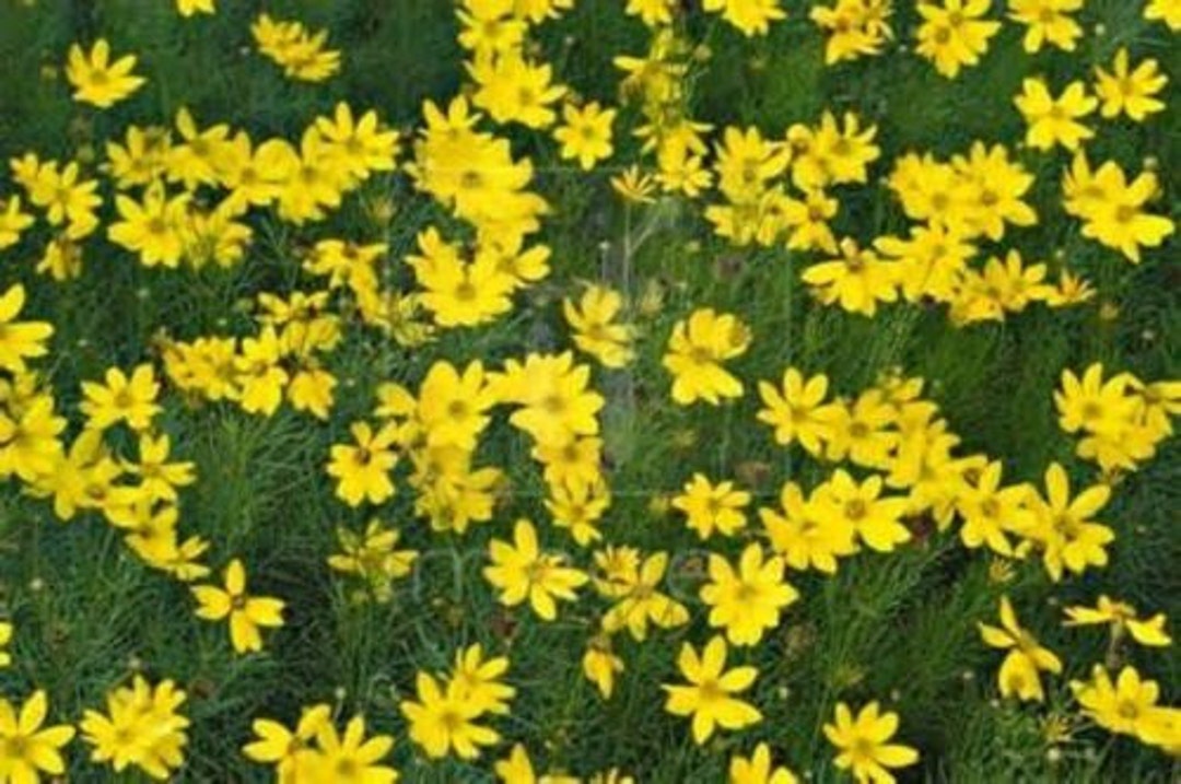 15 Giant Yellow Coreopsis Seeds-1055 - Etsy
