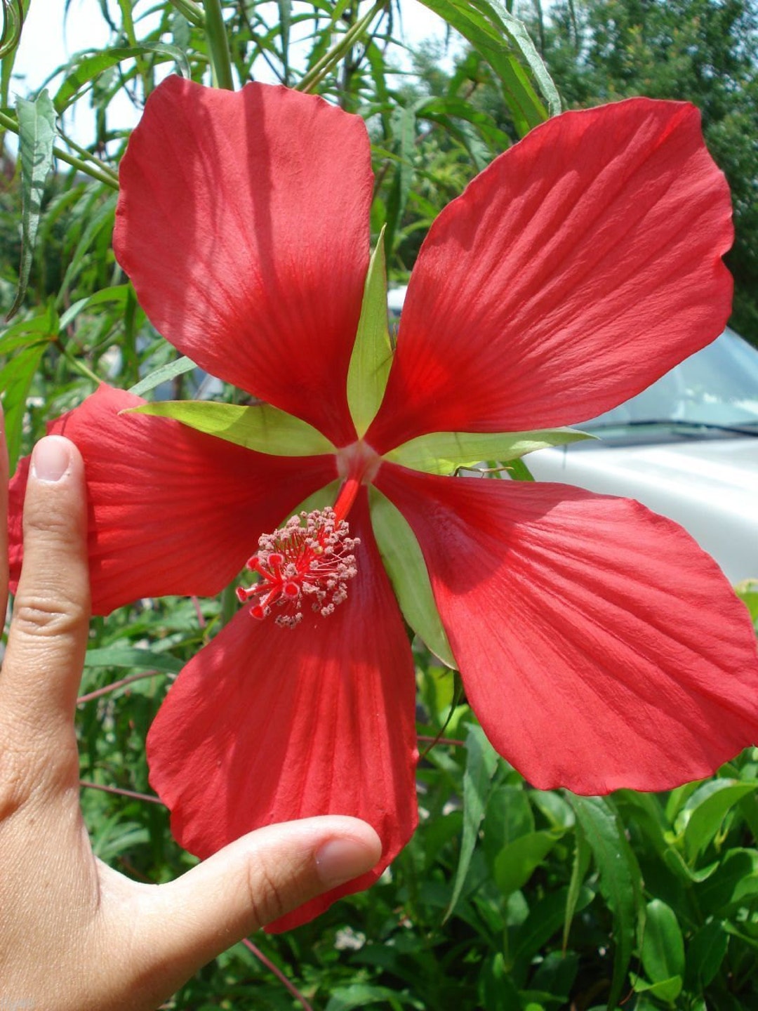 10 Giant Red Star Hibiscus Flower Seeds-1096a - Etsy