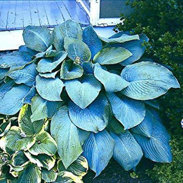 Hosta Plants - Etsy
