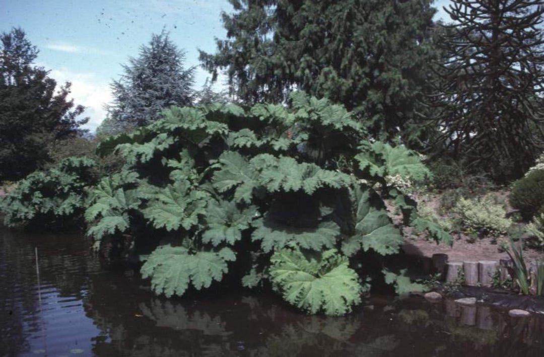 7 Gunnera Manicata Seeds-1042 - Etsy