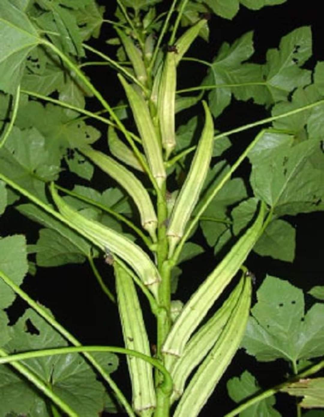 25 Dwarf Cowhorn Okra Seeds 1157 Etsy
